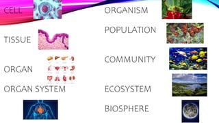 Levels of biological organization Demo.pptx