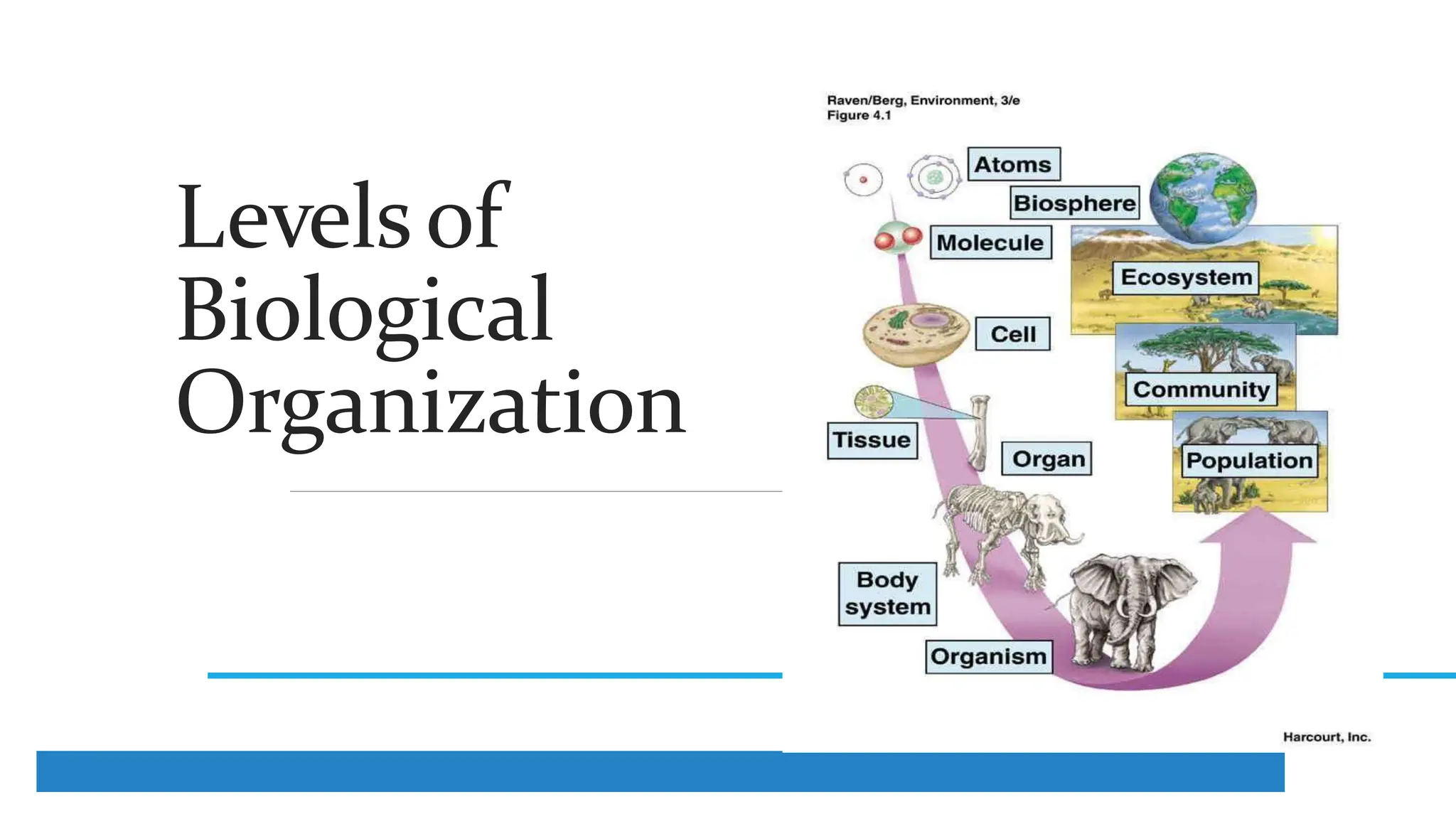 levels of biological organizations.pptx