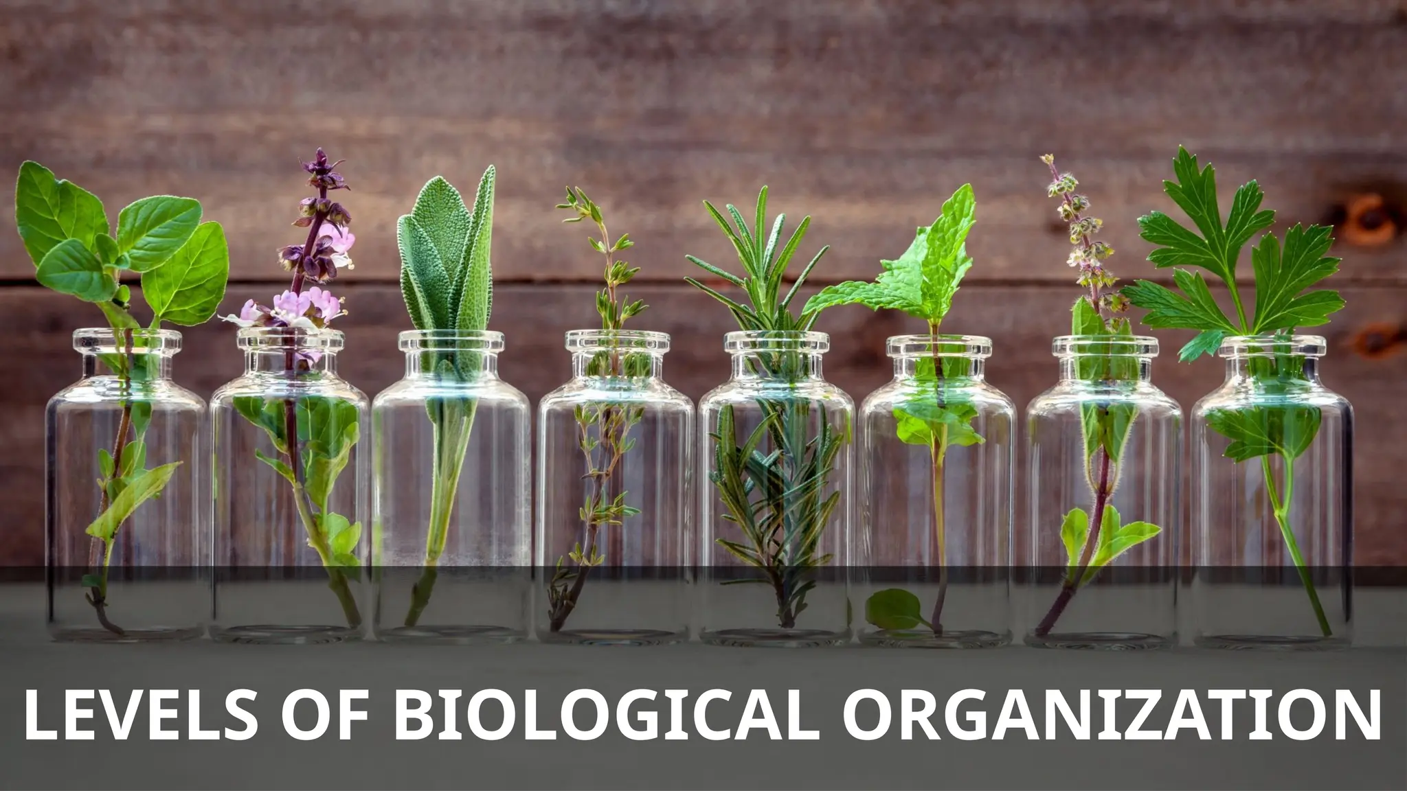 Levels of Biological Organization Updated | PPT