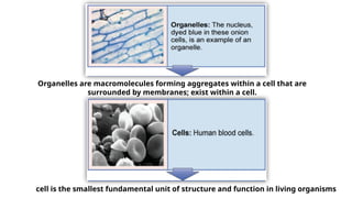 Levels of Biological Organization Updated | PPT
