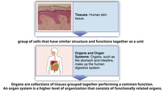 Levels of Biological Organization Updated | PPTX