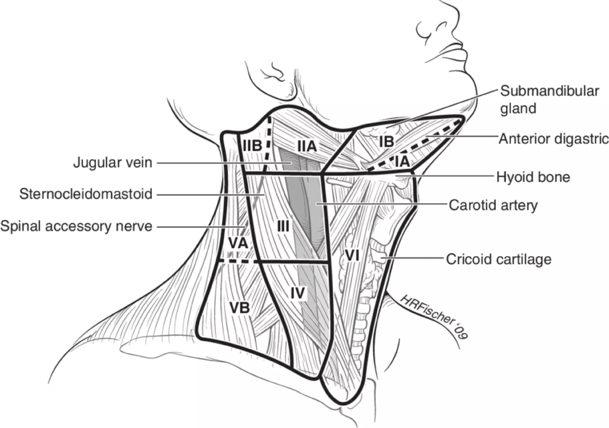 Levels of cervical lymph nodes | PDF