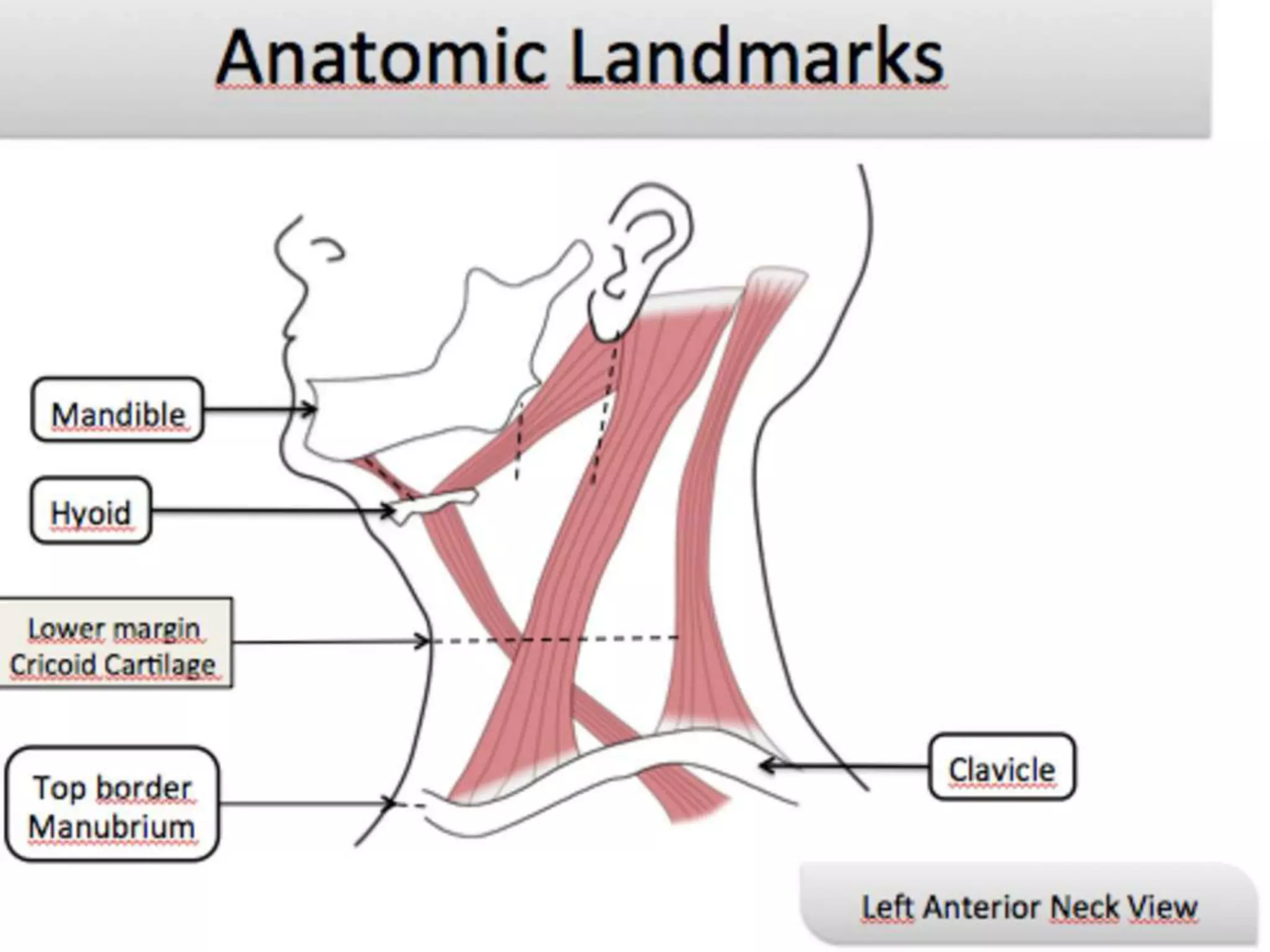 Levels of cervical nodes | PPTX