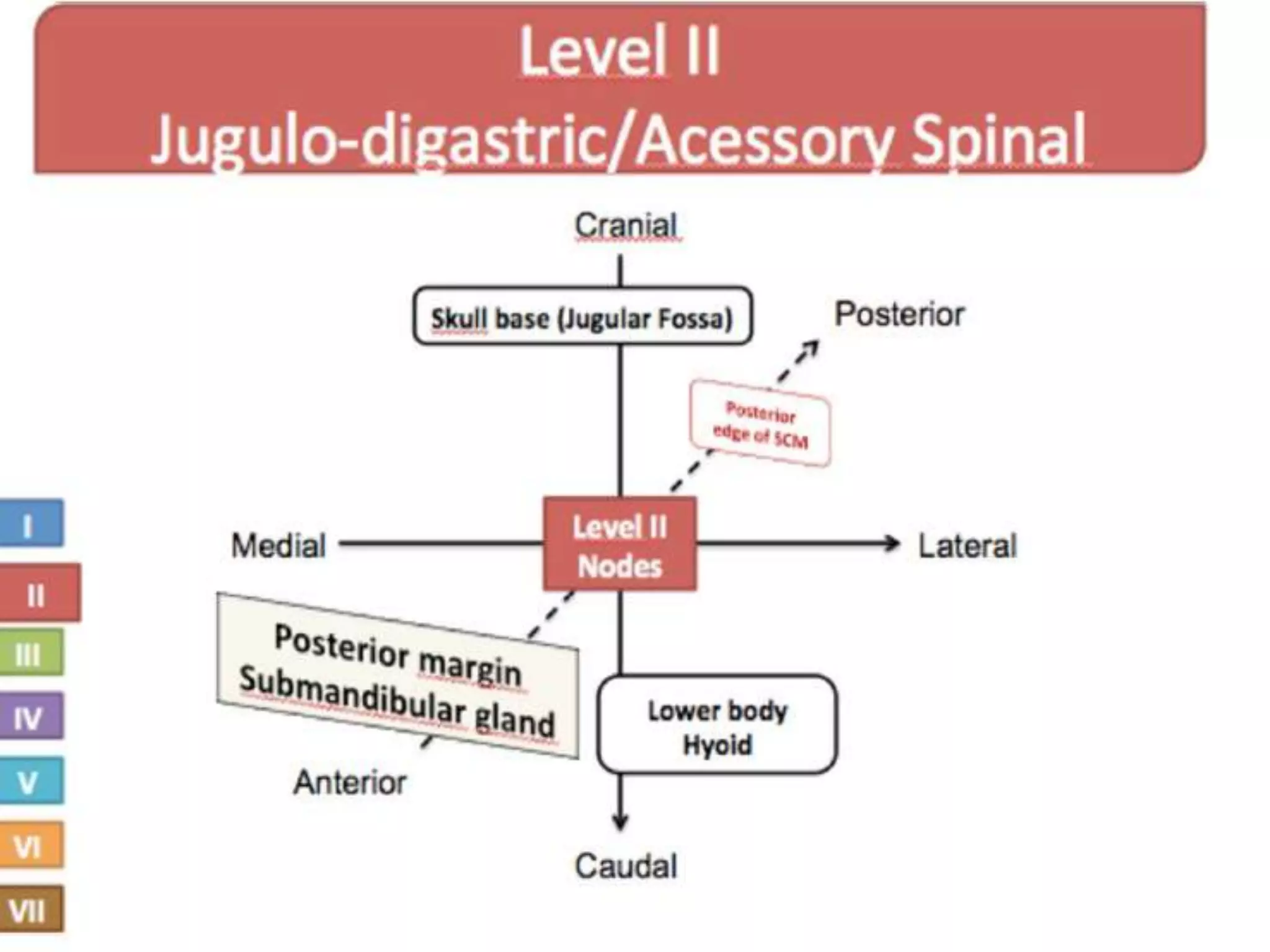 Levels of cervical nodes | PPT