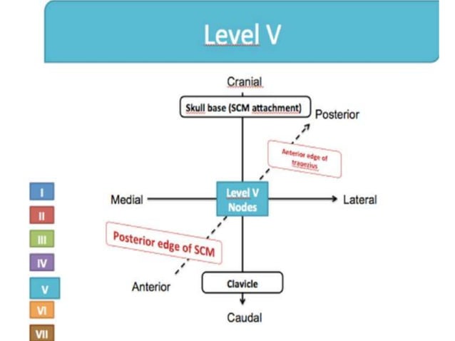Levels of cervical nodes | PPTX