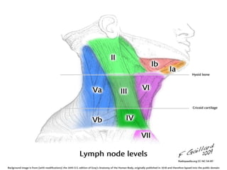 Levels of cervical nodes | PPTX