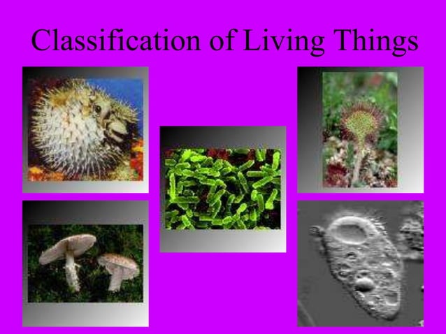 Levels of classification | PPTX | Biological Sciences | Science