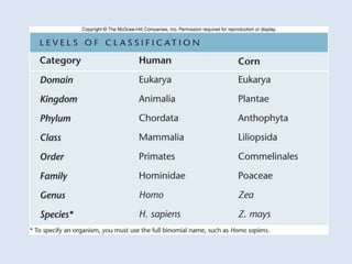 Levels of classification | PPTX