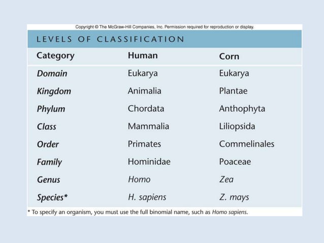 Levels of classification | PPTX | Biological Sciences | Science
