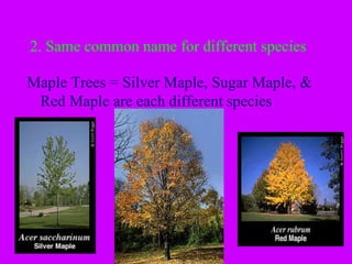 Levels of classification | PPTX