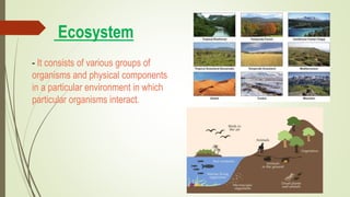 levels of heirarchy.pptx