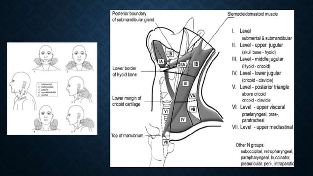 Levels of lymph nodes in head and neck | PPTX