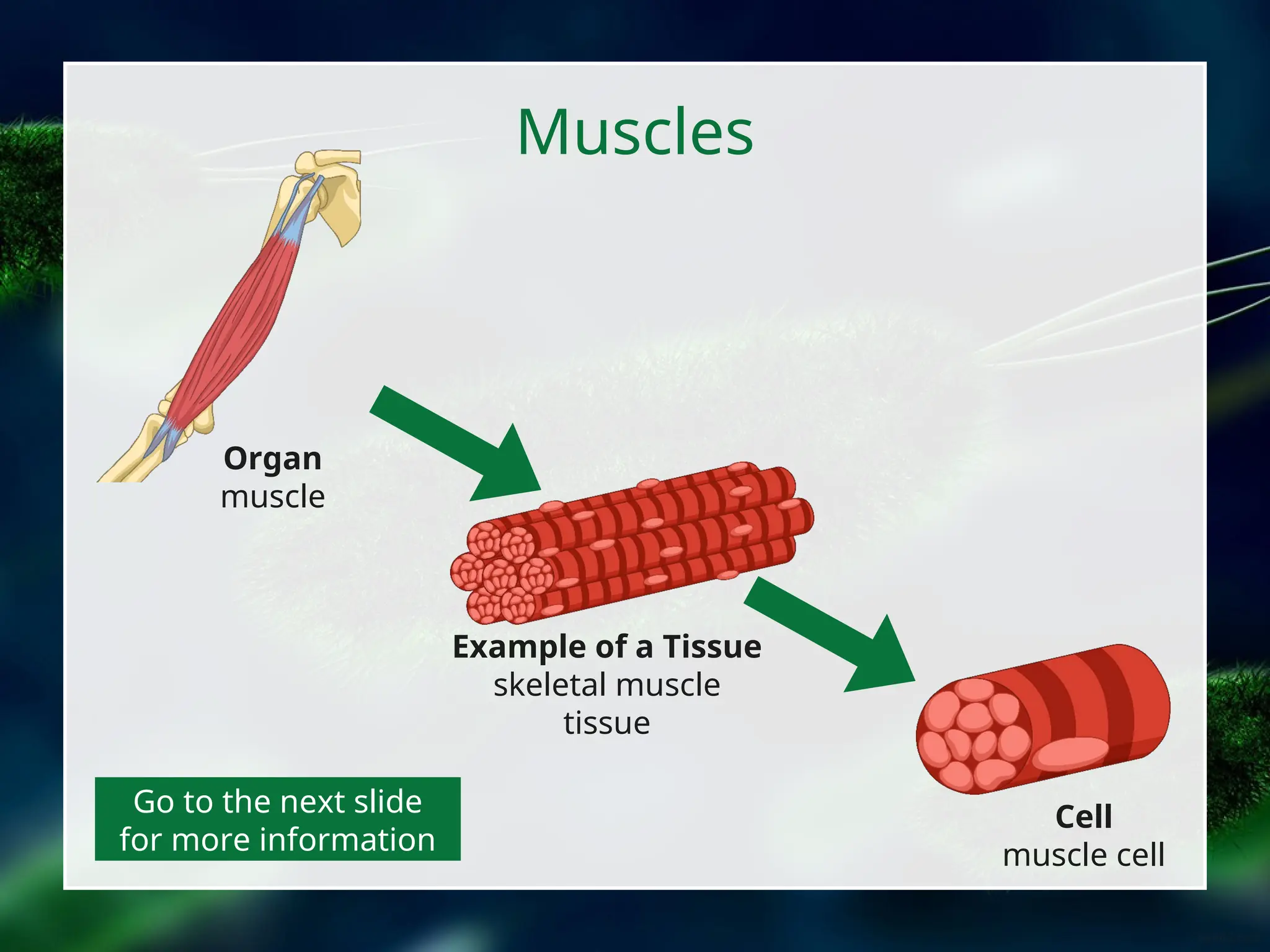 Levels of Organisation Biology PowerPoint.ppt