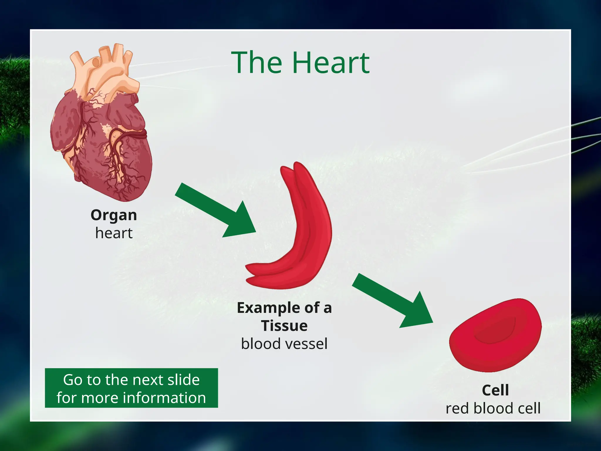 Levels of Organisation Biology PowerPoint.ppt