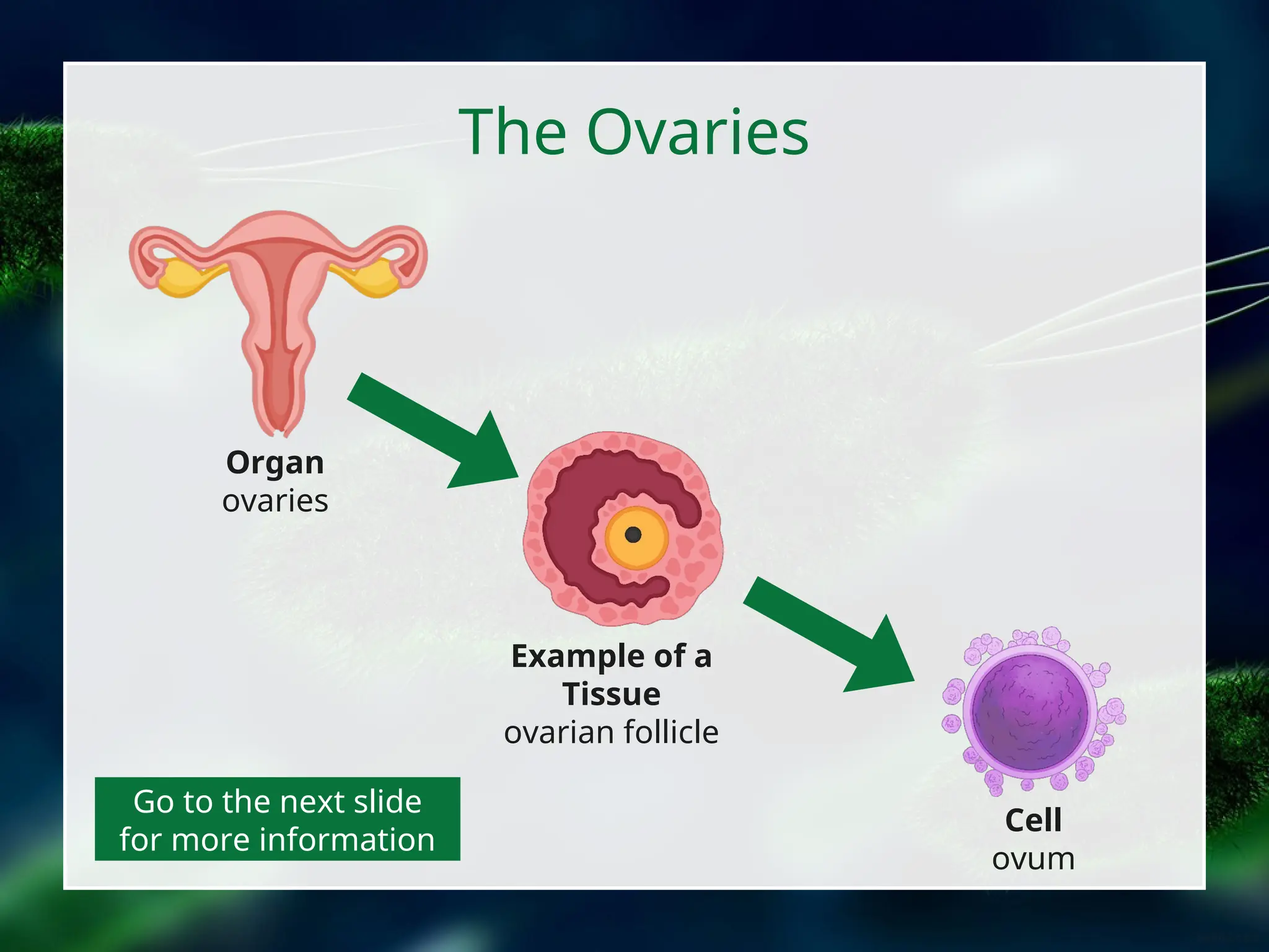 Levels of Organisation Biology PowerPoint.ppt