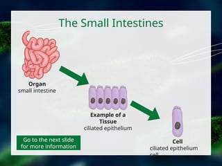 Levels of Organisation Biology PowerPoint.ppt