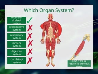 Levels of Organisation Biology PowerPoint.ppt