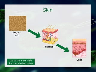 Levels of Organisation Biology PowerPoint.ppt