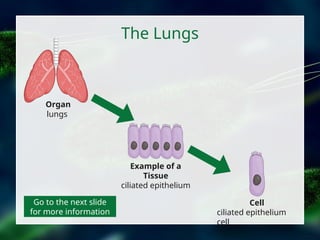 Levels of Organisation Biology PowerPoint.ppt