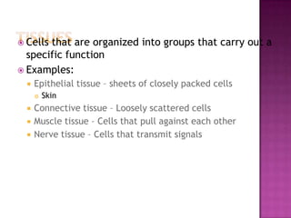 Levels Of Organization | PPTX
