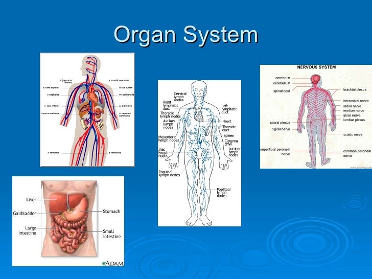 Levels of organization