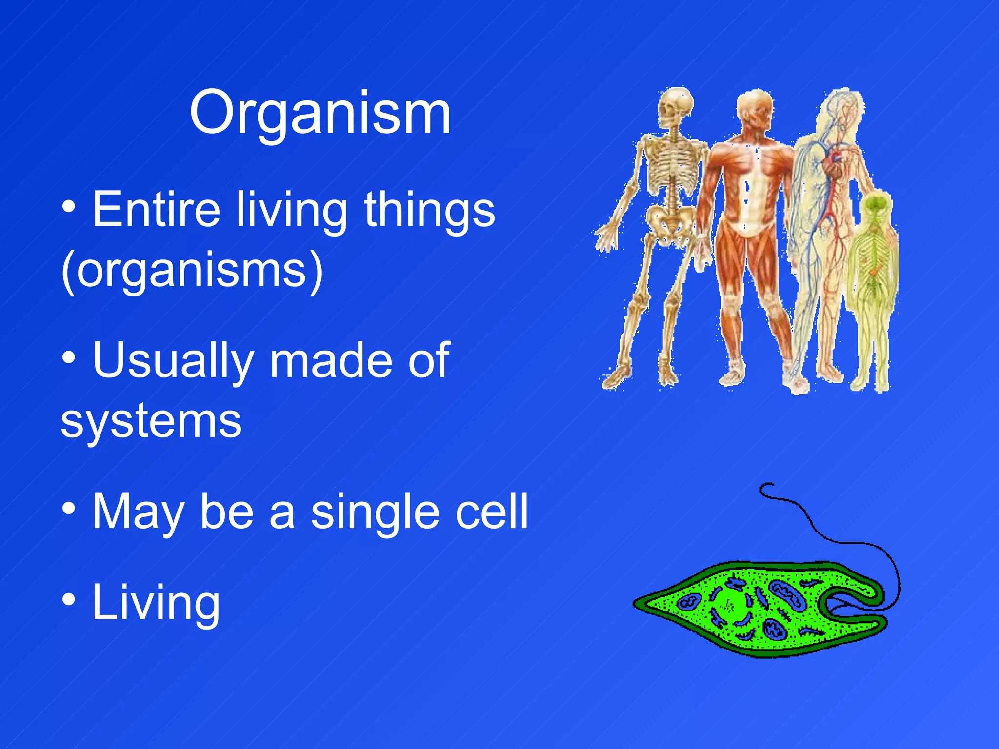 Levels of organization | PPT