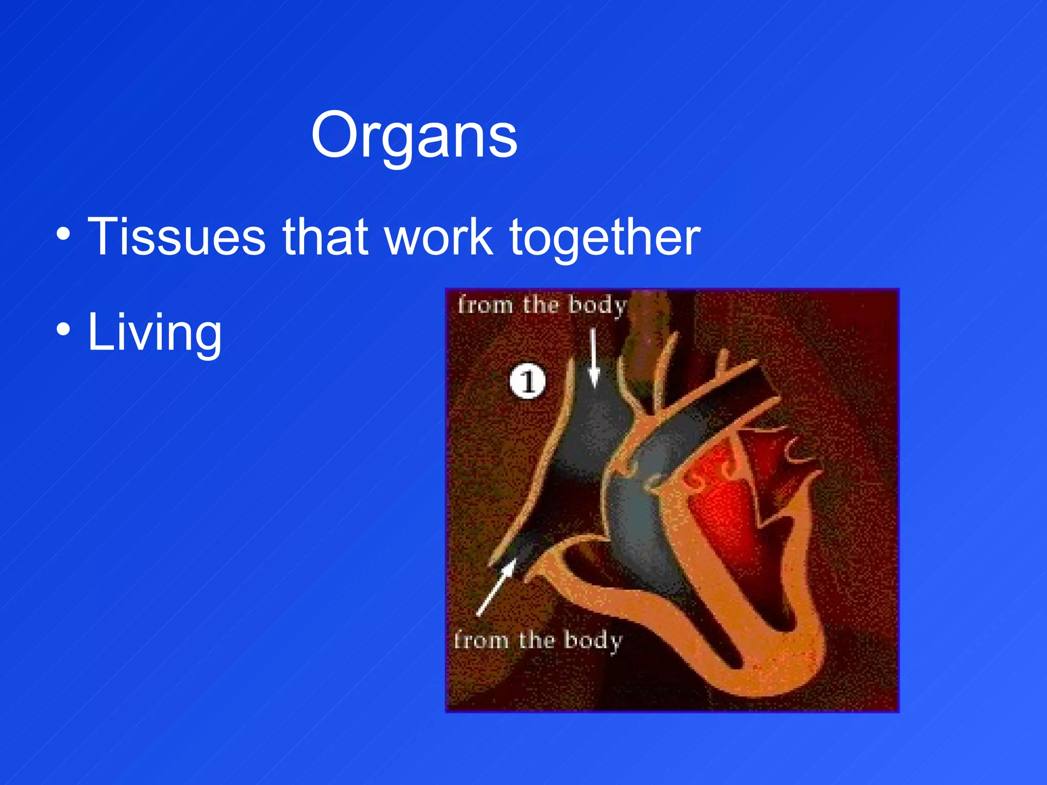 Levels of organization | PPT