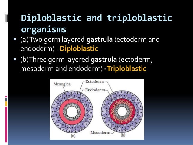 Levels of organization