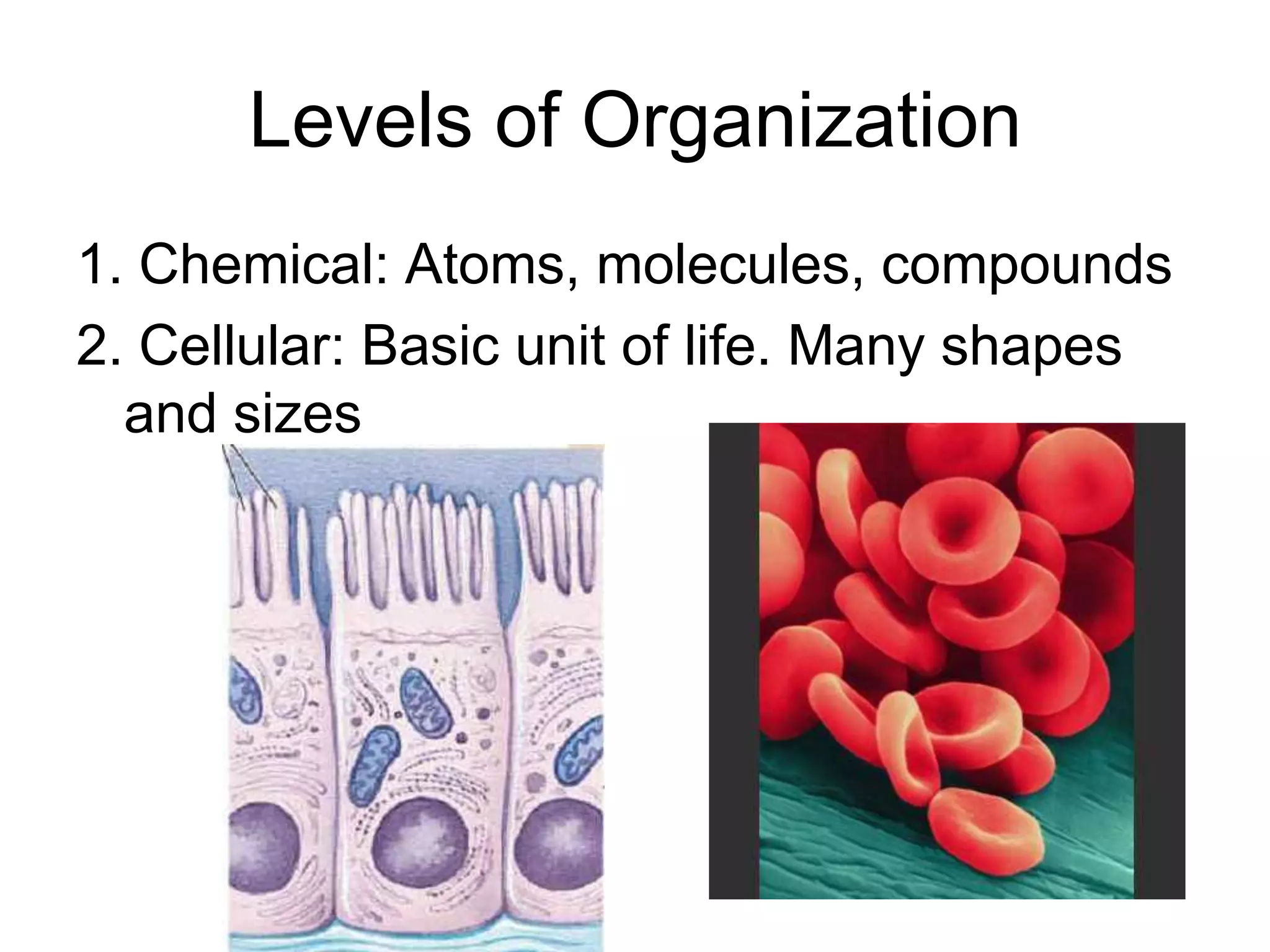 Levels of organization | PPTX