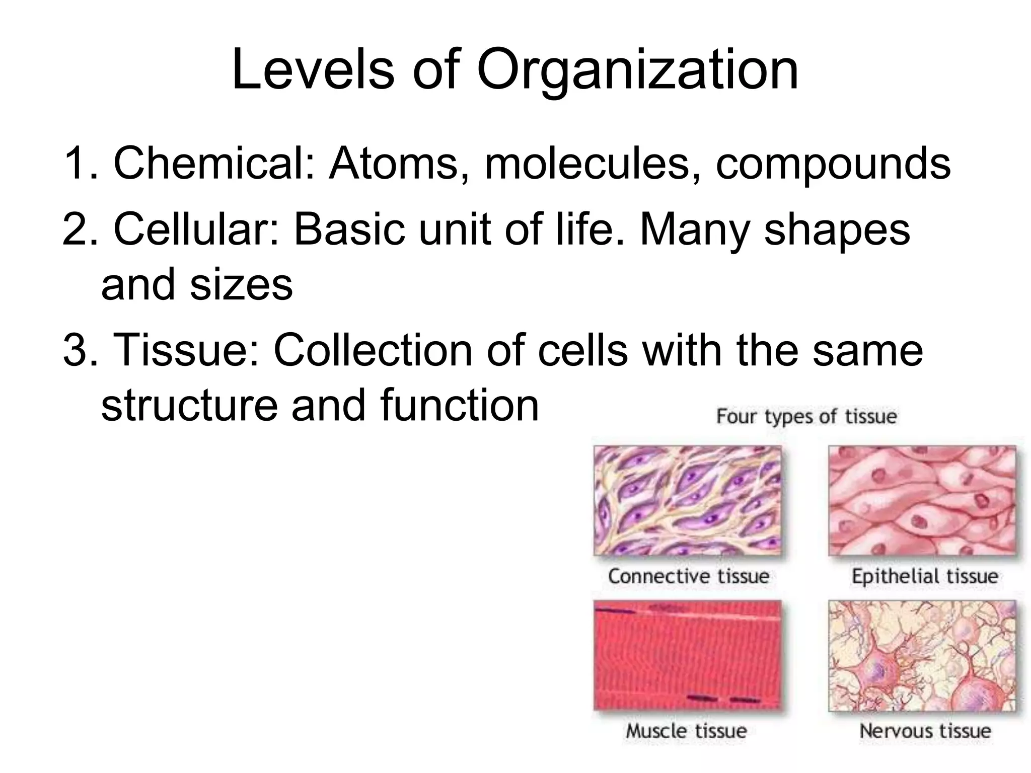 Levels of organization | PPTX