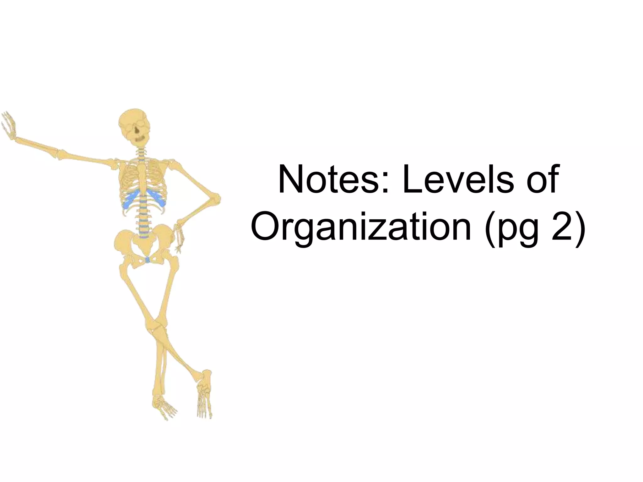 Levels of organization | PPTX