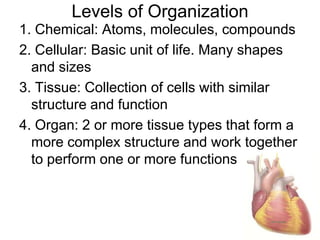 Levels of organization | PPTX
