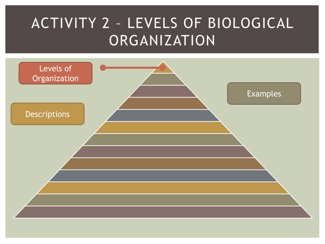 Levels of organization | PPTX
