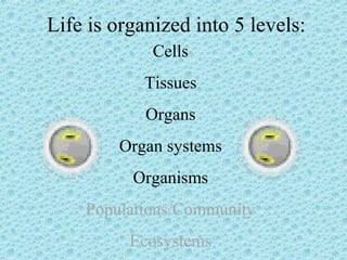 Levels of organization | PPT