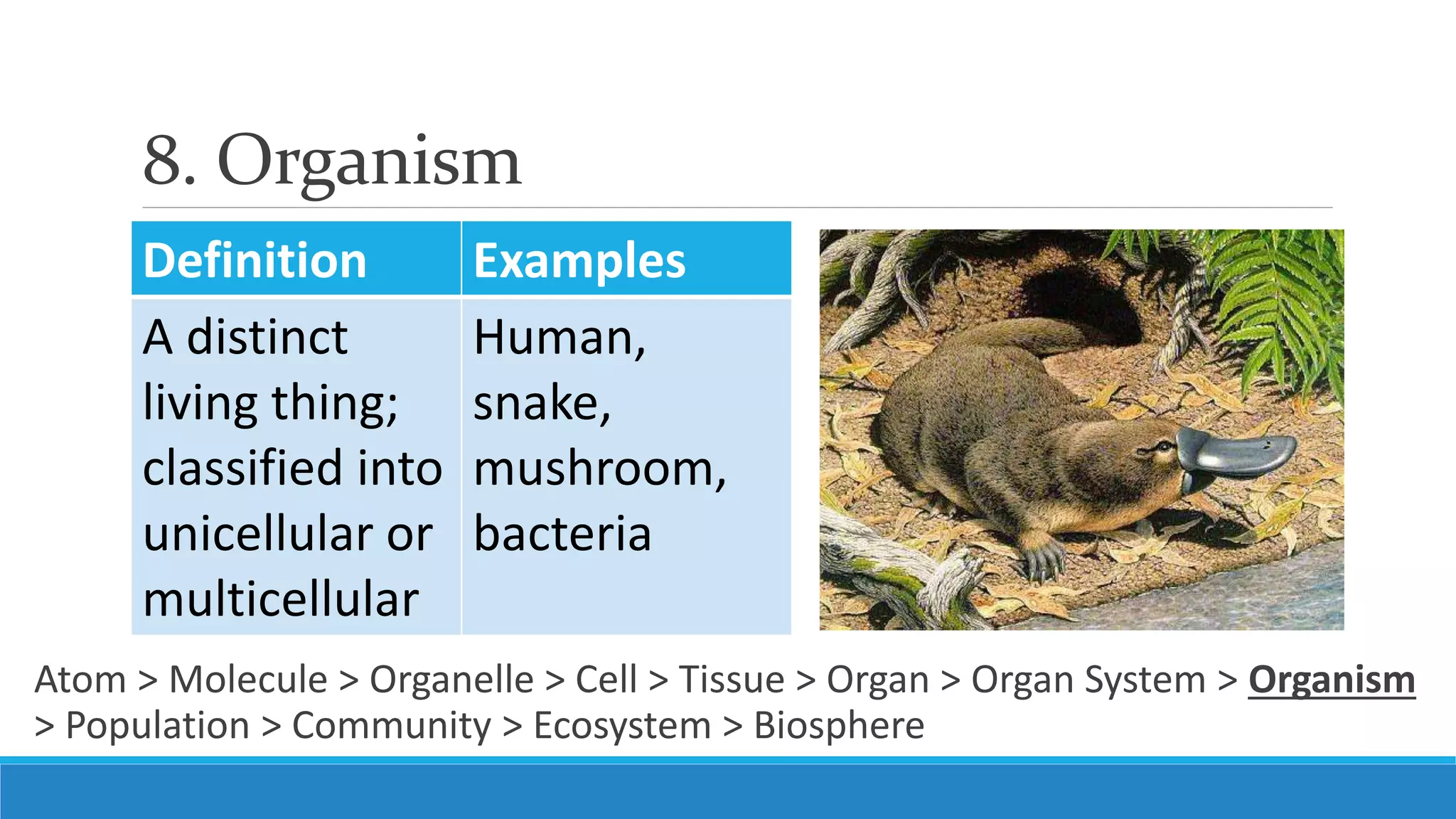 Biological Organization | PPSX