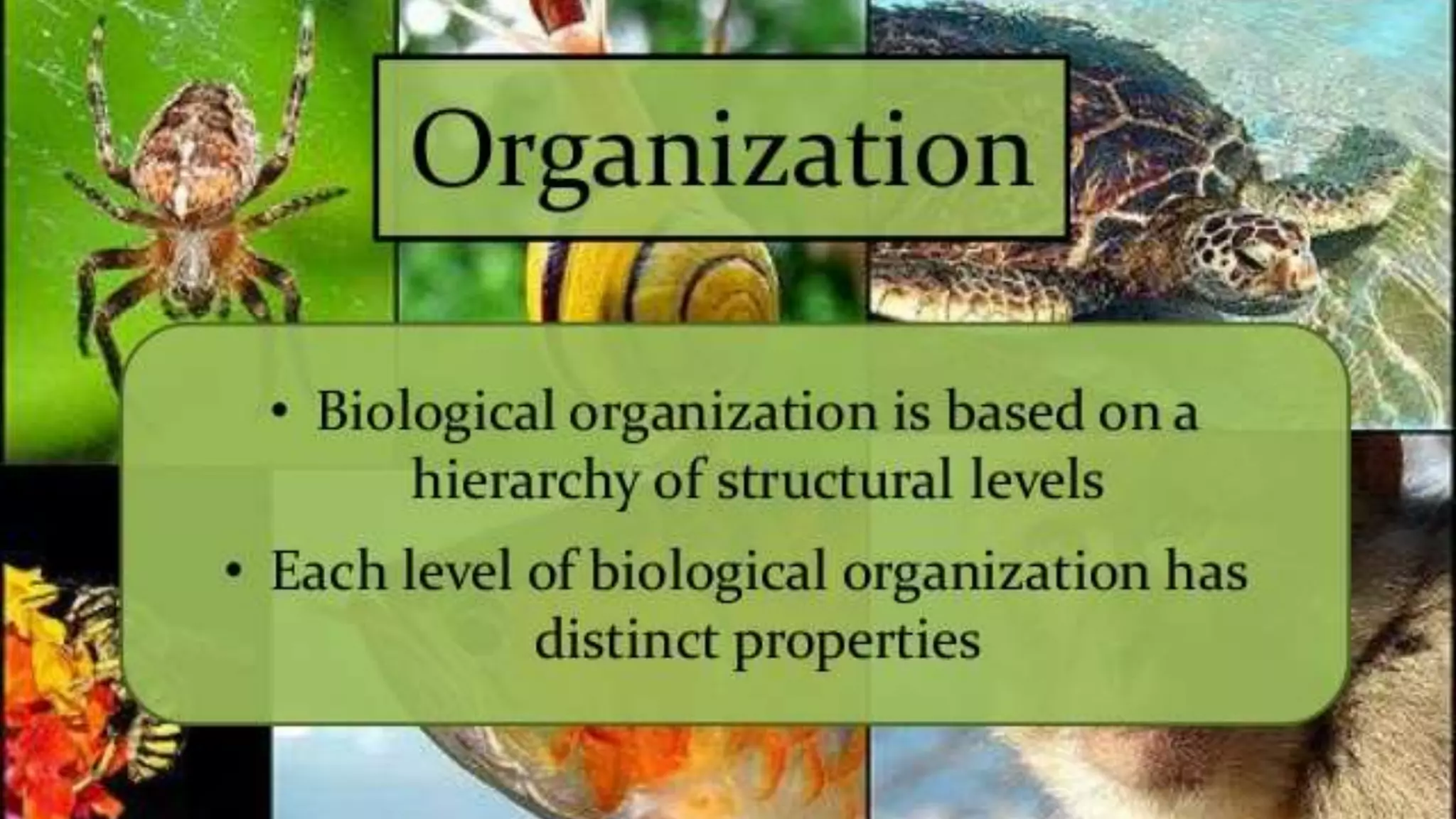 Biological Organization | PPSX