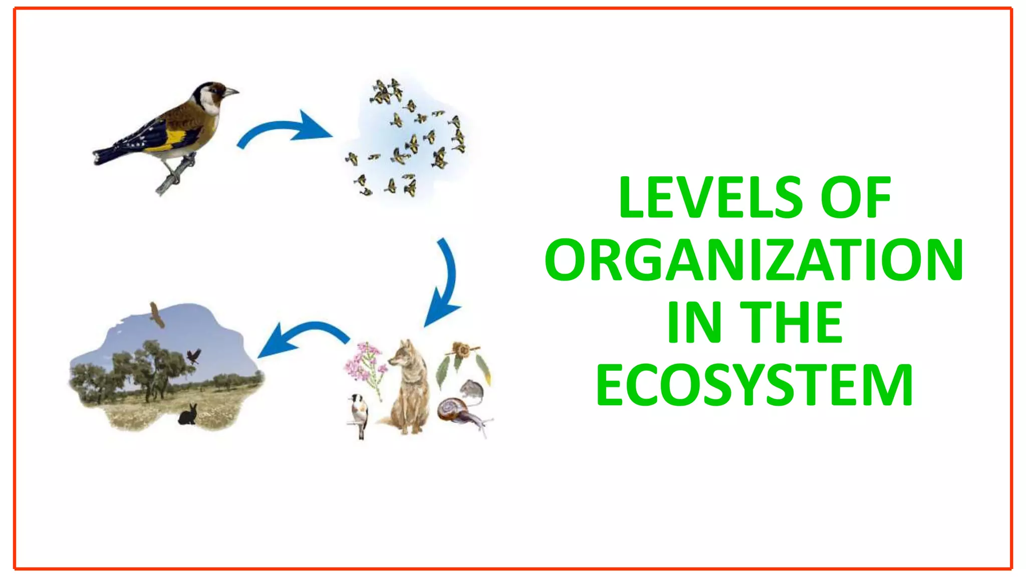 Levels of organization | PPT
