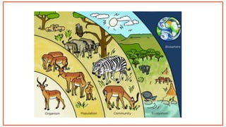 Levels of organization | PPTX