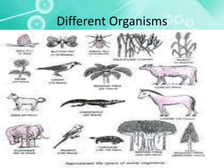 Levels of organization | PPTX
