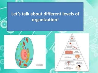 Levels of organization | PPTX