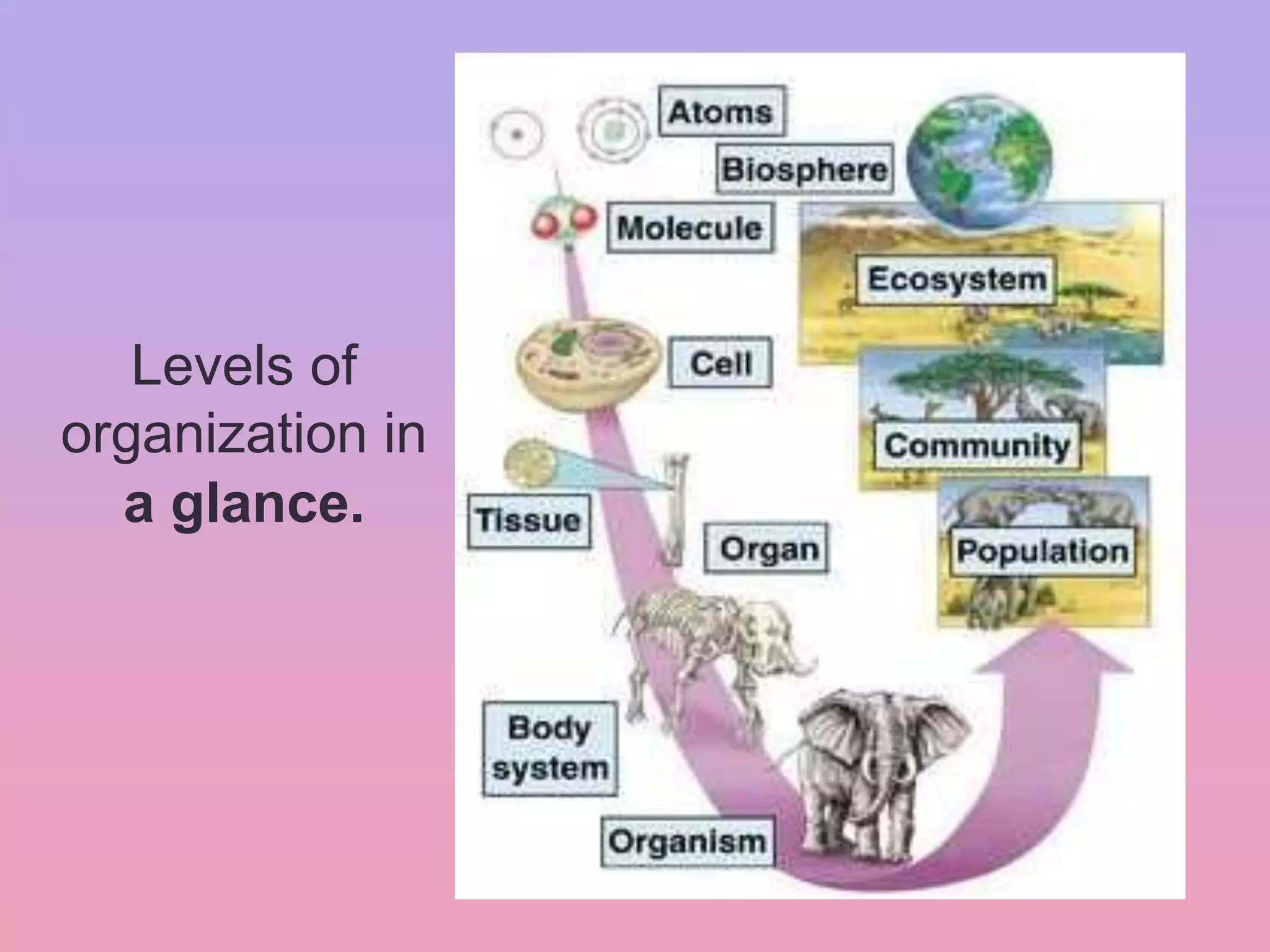 Levels of organization | PPTX