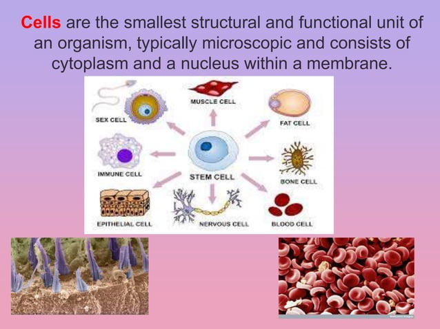 Levels of organization | PPTX