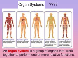 Levels of organization | PPTX