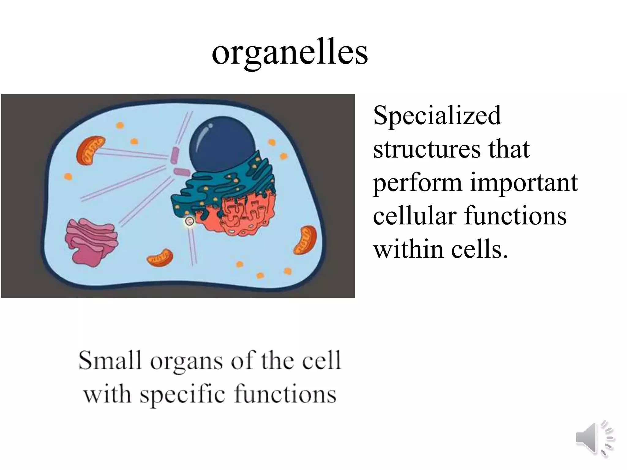 Levels of organization | PPT