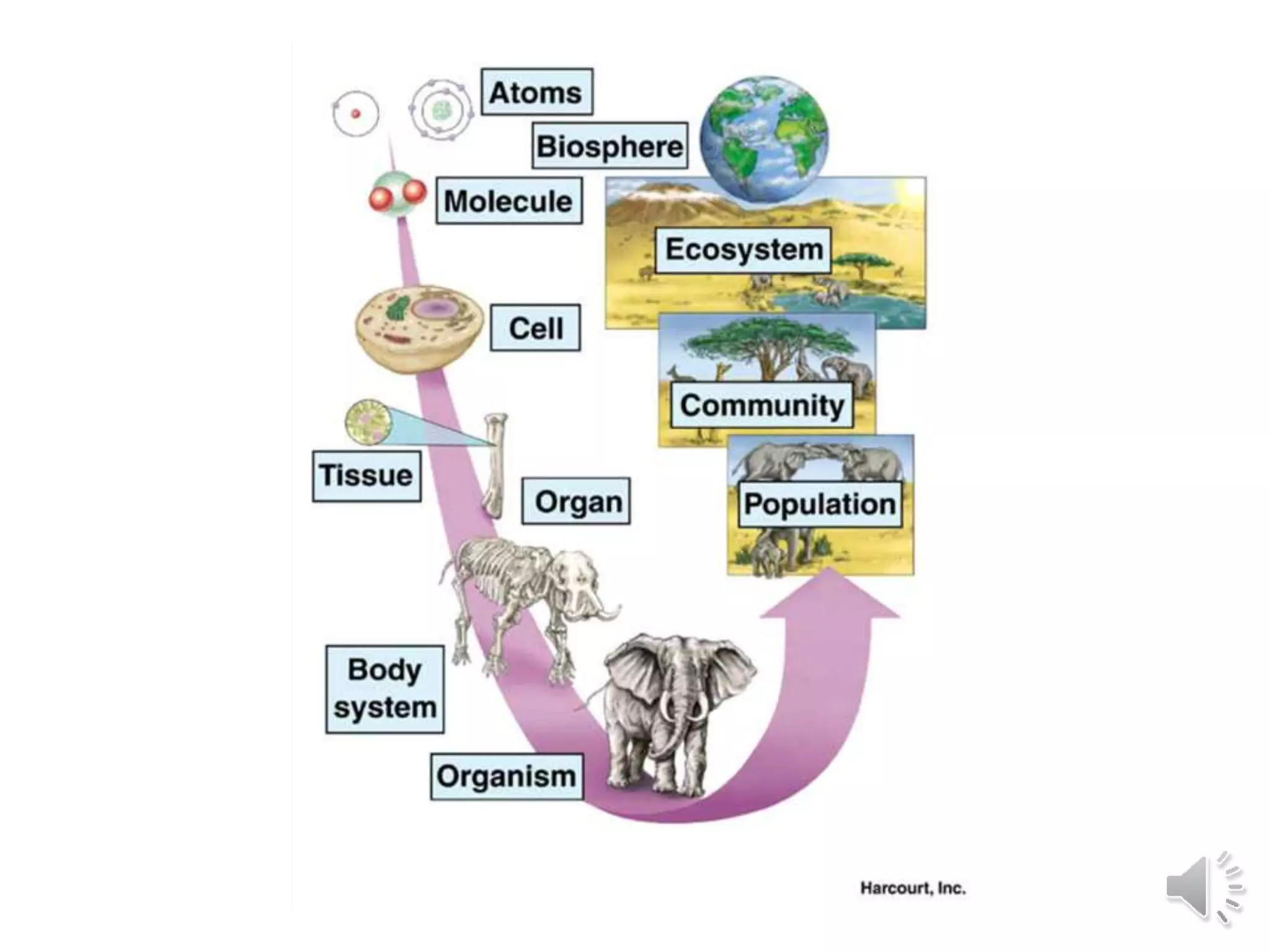 Levels of organization | PPT