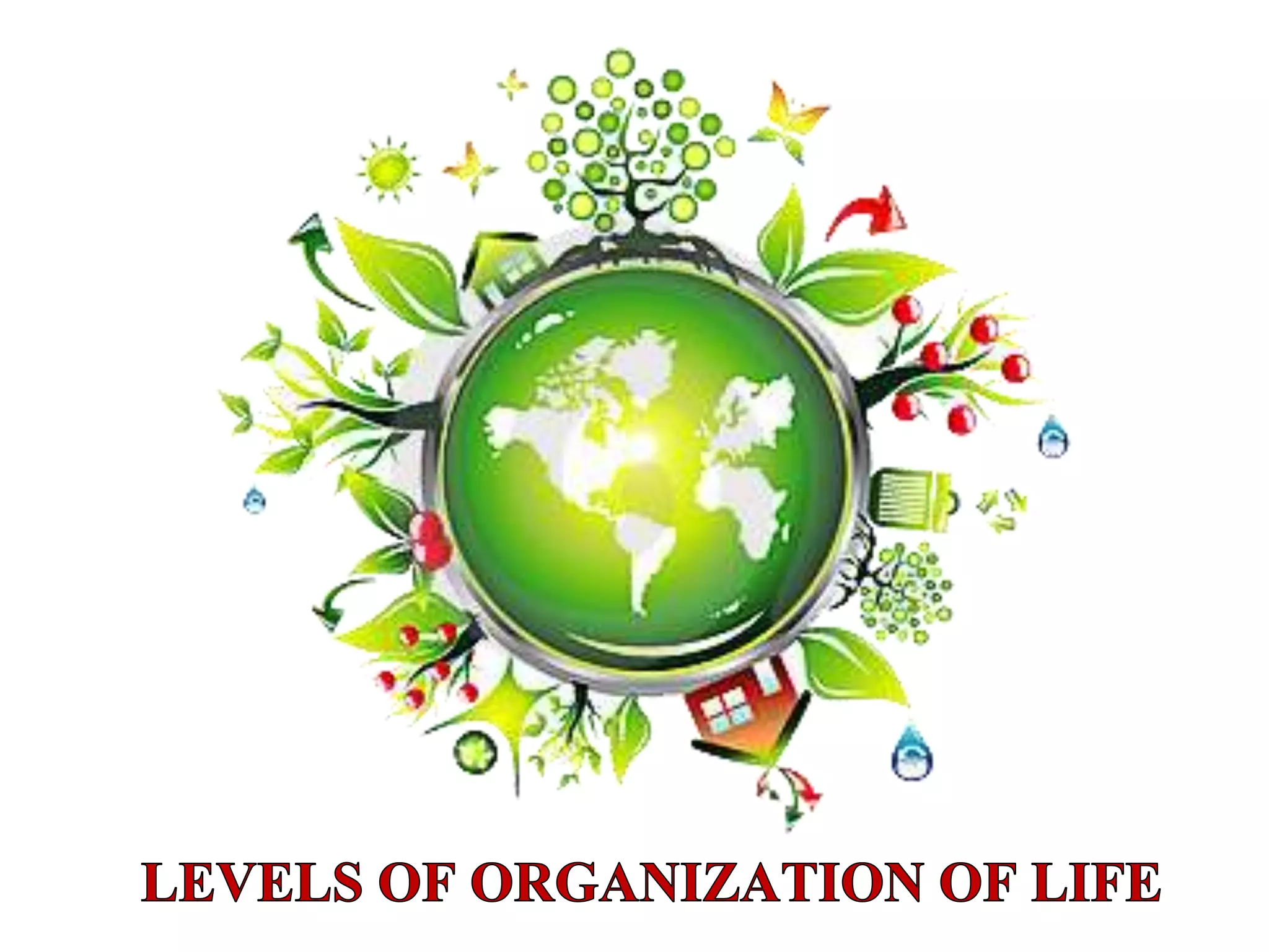 Levels of organization | PPT
