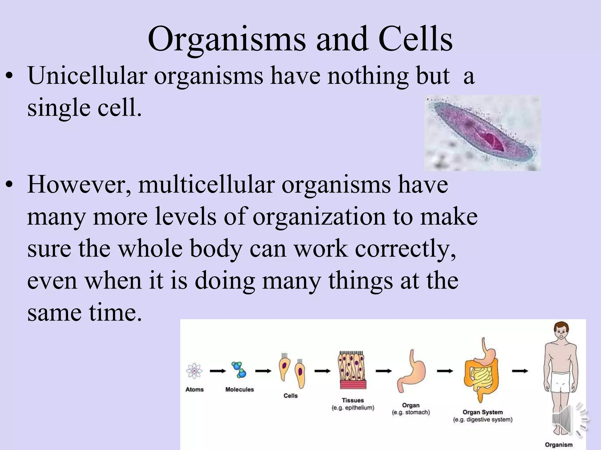 Levels of organization | PPT