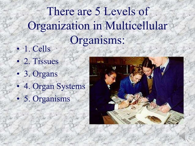 Levels of organization | PPT
