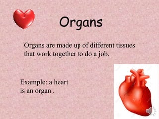 Levels of organization | PPT