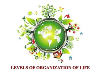Levels of organization | PPT